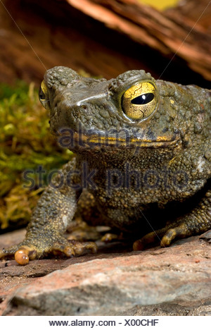 Java toad, Asian Giant Toad (Bufo asper), on a stone Stock Photo - Alamy