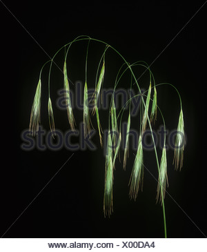 Sterile brome Bromus sterilis flowering in wheat crop coming into ear ...