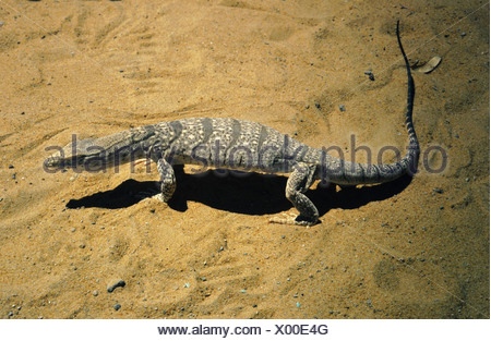desert monitor, agra monitor (Varanus griseus), Desert monitor smells ...