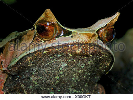 Long-nosed Horned Frog, Malayan Horned Frog, Malayan Leaf Frog Stock ...