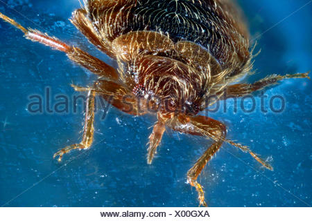 Martin bug, Swallow bug (Oeciacus hirundinis), two Martin bugs on a ...