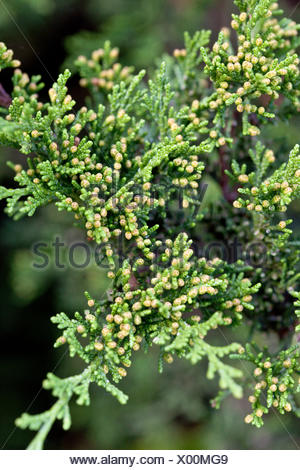 Savin juniper or savin, Juniperus sabina. Chromolithograph after a ...