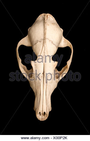 Red Fox Vulpes vulpes Skull Stock Photo: 69405737 - Alamy