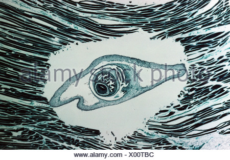 beef tapeworm (Taenia saginata), microscopic cross section of a Stock ...
