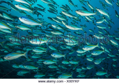 Yellowback fusilier [Caesio xanthonota] school over coral reef Stock ...