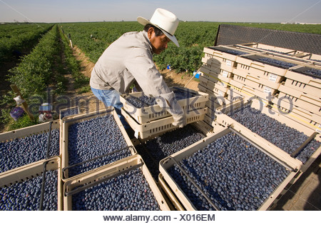 A male field worker loads flats of freshly harvested blueberries onto ...