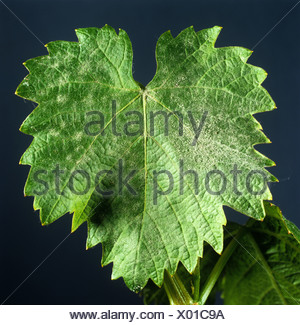 Powdery Mildew (Uncinula necator) on grapevine leaf Stock Photo ...