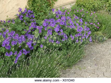 meadow cranesbill (Geranium pratense 'Johnsons Blue', Geranium Stock ...