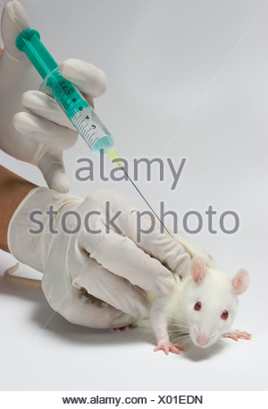 White rat getting an injection Stock Photo - Alamy