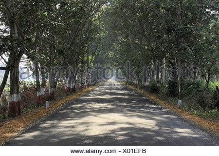Beautiful trees on both sides of the road of Dandi, Gujarat, India ...