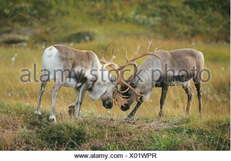 Wild reindeer (Rangifer tarandus). Fighting males in autumn Stock Photo ...