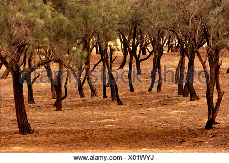 Israel, Negev Desert Tamarix (tamarisk, salt cedar) trees Stock Photo ...