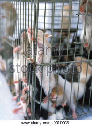 White laboratory rats in a cage Stock Photo - Alamy