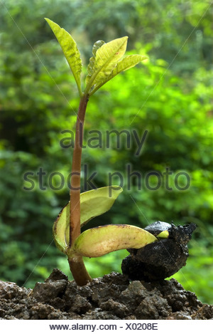 Cashew-nut (Anacardium occidentale) germinating seed with sapling Stock ...