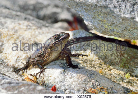 Black Girdled Lizard (Cordylus niger), Cape Point, Cape Town, South ...