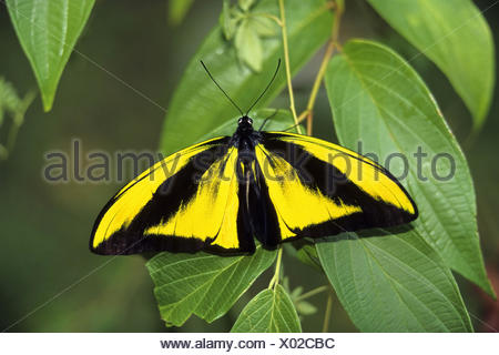 Goliath Birdwing Butterfly (Ornithoptera goliath samson), male Stock ...