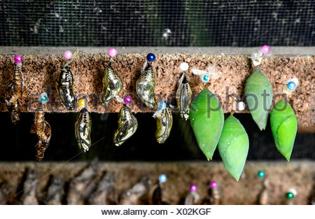 Blue morpho Morpho peleides butterfly pupae hatching Central America ...