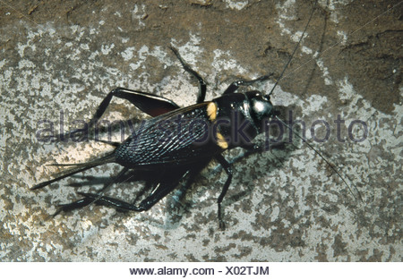 two-spotted cricket, Mediterranean field cricket (Gryllus Stock Photo ...