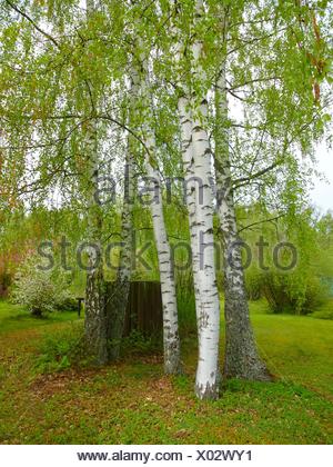 Birkenbäume im Garten, Birken Stock Photo - Alamy
