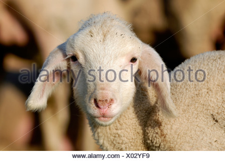 Landschaf Merino, merino sheep Stock Photo - Alamy