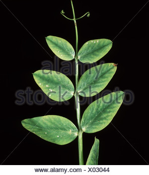 Manganese deficiency (Mn) deficiency symptom on pea leaf Stock Photo ...