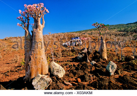 Socotran Desert Rose Adenium Obesum Socotranum Socotra Island Yemen ...