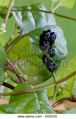 Malabar Spinach / Ceylon Spinach / Malabar-Spinat / Ceylon-Spinat Stock ...