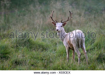 Albino Red Deer Cervus elaphus stag on moorland Scotland Stock Photo ...