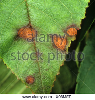 Bacterial canker or shot hole Pseudomonas syringae mors prunorum Stock ...
