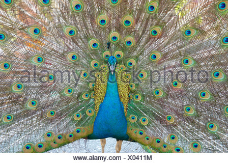 Peacock (Pavo Linnaeus). Male peacock. Portrait of a beautiful peacock ...