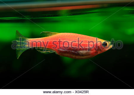 Zebrafish GloFish, genetically modified fluorescent fish Stock Photo ...