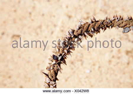 Barnacles growing in marine rope, sailor must be careful with hands ...