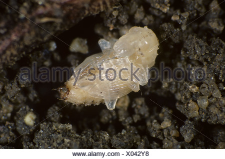 Pea & bean weevil (Sitona lineatus) larvae feeding on field bean root ...