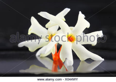 Nyctanthes arbor-tristis or Sheuli flower of Southern Asia Stock Photo ...