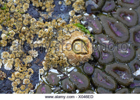 barnacle (Balanus spec.), on a rock, Germany, Lower Saxony Stock Photo ...
