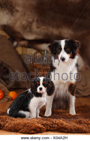 Australian shepherd and cavalier king charles puppy Stock Photo ...
