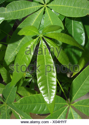 Provision Tree (Pachira aquatica), leaf Stock Photo: 8115002 - Alamy