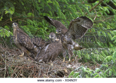 Common Buzzard (Buteo buteo) four chicks, on nest in spruce tree Stock ...