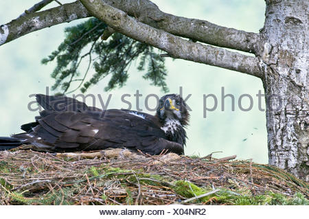 Stone eagles, young animal, side view, eyrie, sit, Mau Reportage Stock ...