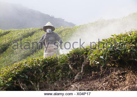 Worker spraying tea plants with pesticides, tea plantation, Munnar ...