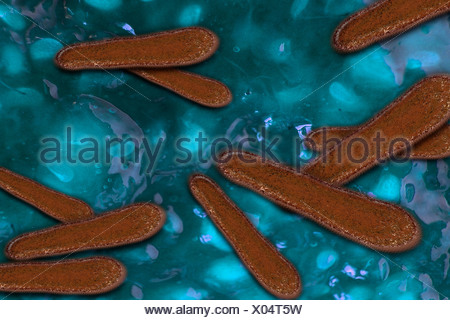 Germs in the body Stock Photo - Alamy