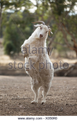 Australian Cashmere Goat standing uproght on its hind legs Stock Photo ...