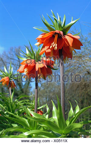 Crown Imperial Lily, Fritillaria imperialis. Growing in Front of Kew ...