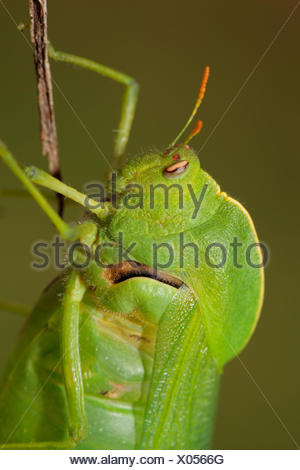 Portrait of a green bladder grasshopper (Bullacris intermedia), South ...