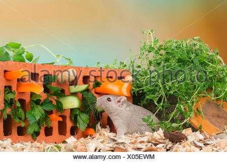 Mongolian Gerbil (Meriones unguiculatus). Housing set-up for gerbils ...