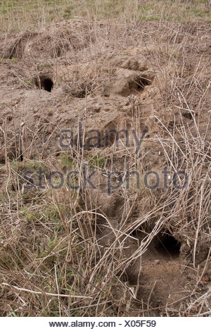 Rabbit burrows in sandy soil on Suffolk farmland Stock Photo: 52973754 ...