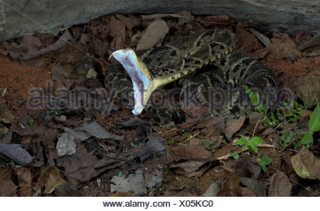 Fer-de-lance Snake Striking Bothrops asper Costa Rica Stock Photo ...