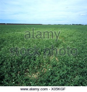 Pea cyst nematode Heterodera gottingiana female cysts erupting on Stock ...