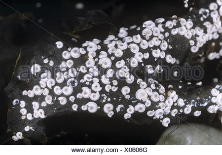 Tubeworms - Spirorbis sp Stock Photo: 79544959 - Alamy