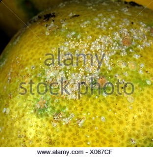 Yellow scale insect Aonidiella citrina on lemon fruit Stock Photo - Alamy